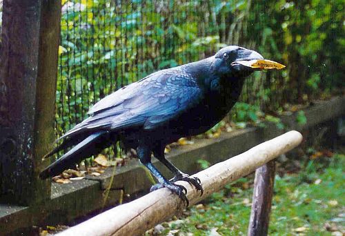 Musenblätter - Das unabhängige Kulturmagazin