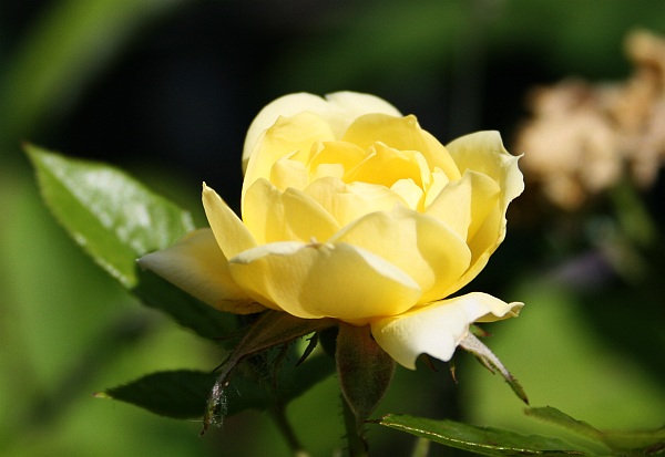 Musenblätter - Das unabhängige Kulturmagazin